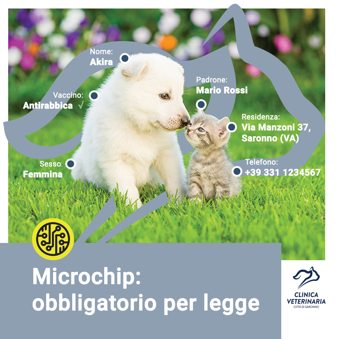 Microchip: ecco perché è necessario anche per il gatto - Clinica ...