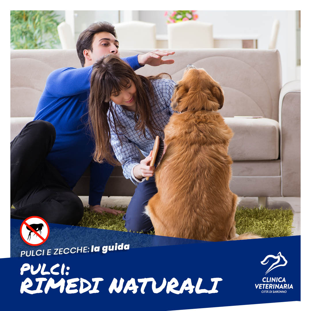Pulci: i rimedi naturali per debellarle - Clinica Veterinaria Città di ...